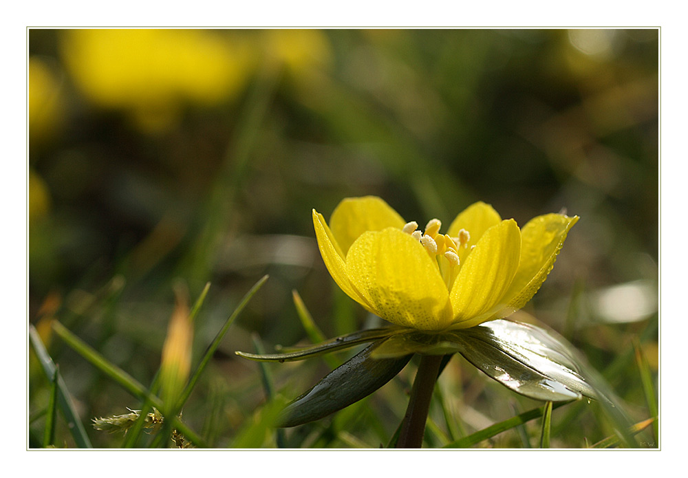 Ein Gefühl von Frühling Foto & Bild | archiv projekte naturchannel ...