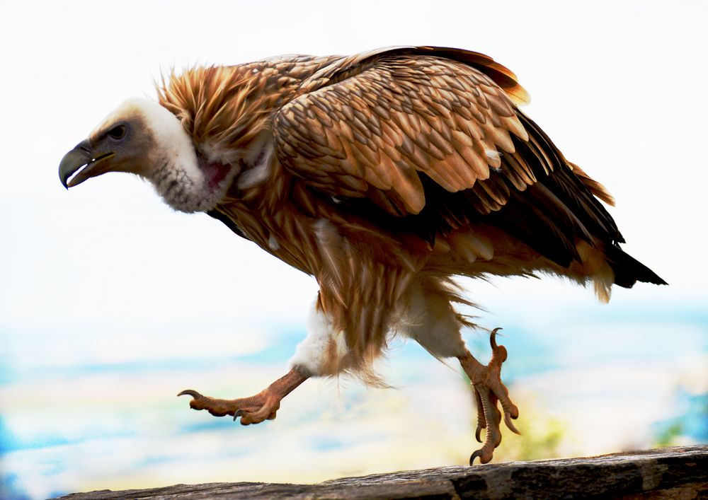 ein Geier zu Fuß Foto & Bild | tiere, wildlife, wildlife: sonstige ...