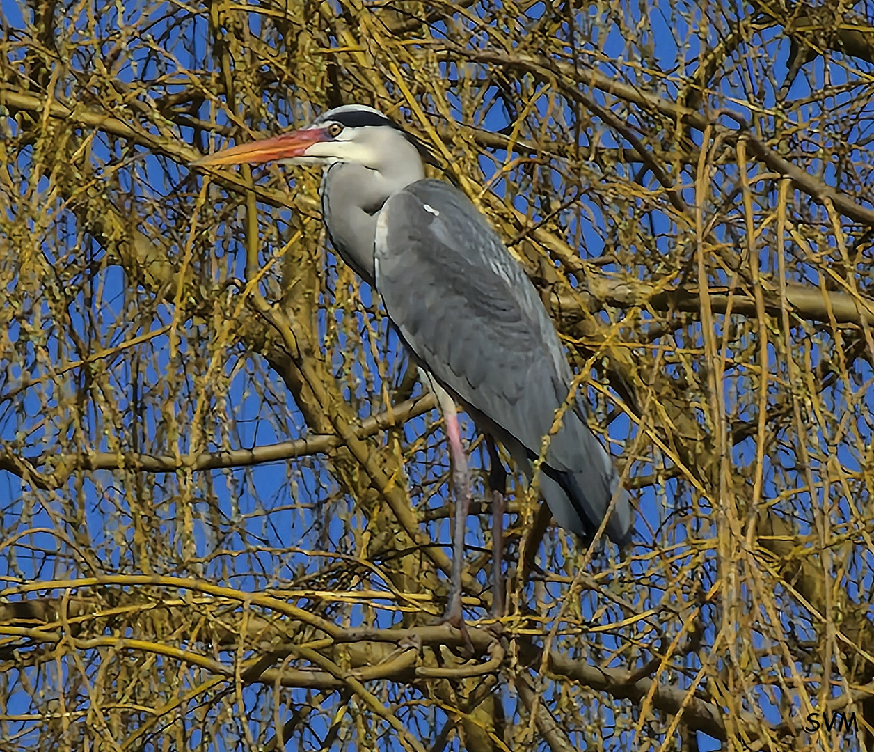 Ein genauer Beobachter! Foto & Bild | tiere, wildlife, wild lebende ...