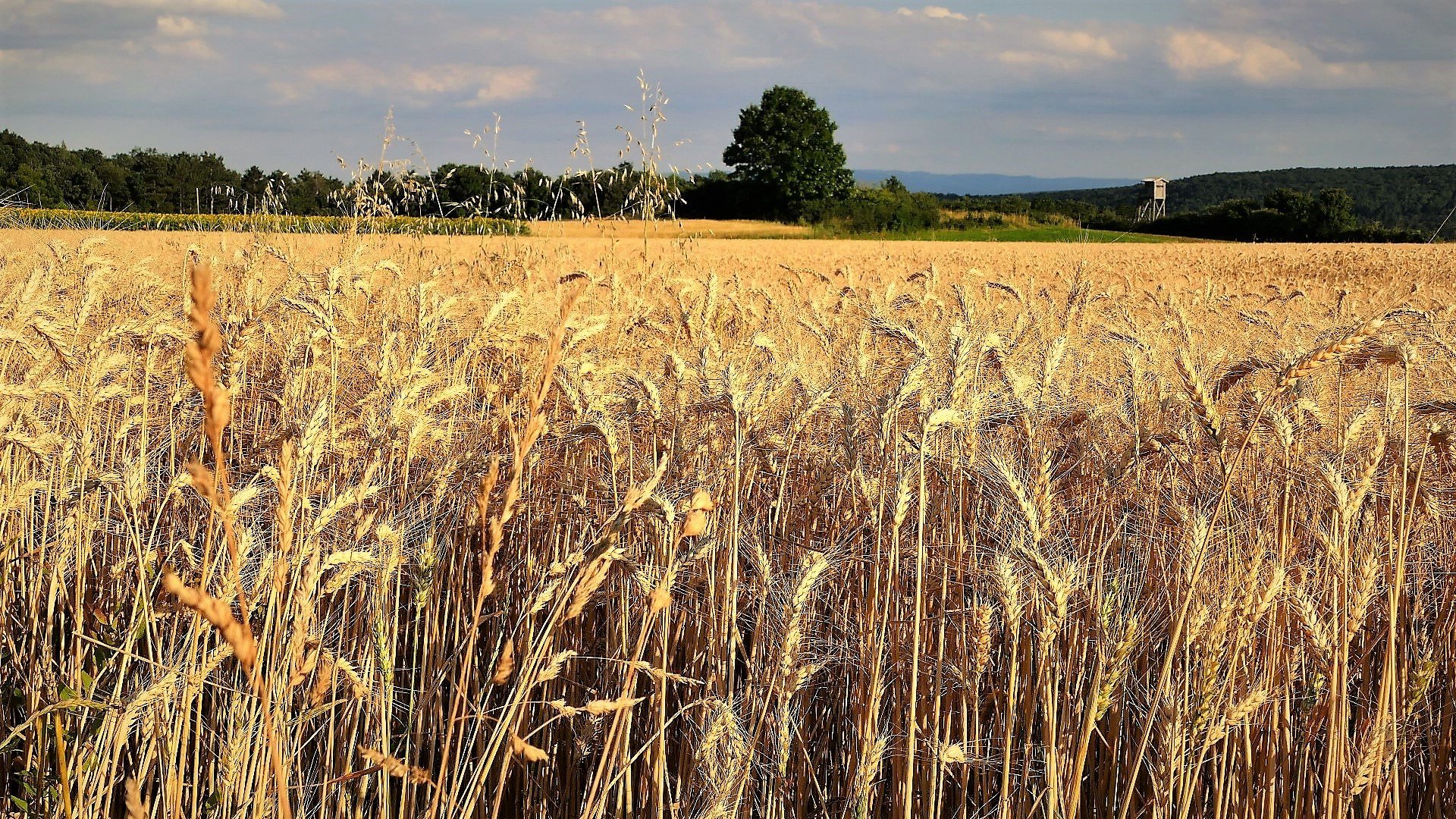 Ein Getreidefeld Foto & Bild | landschaft, jahreszeiten, sommer Bilder ...