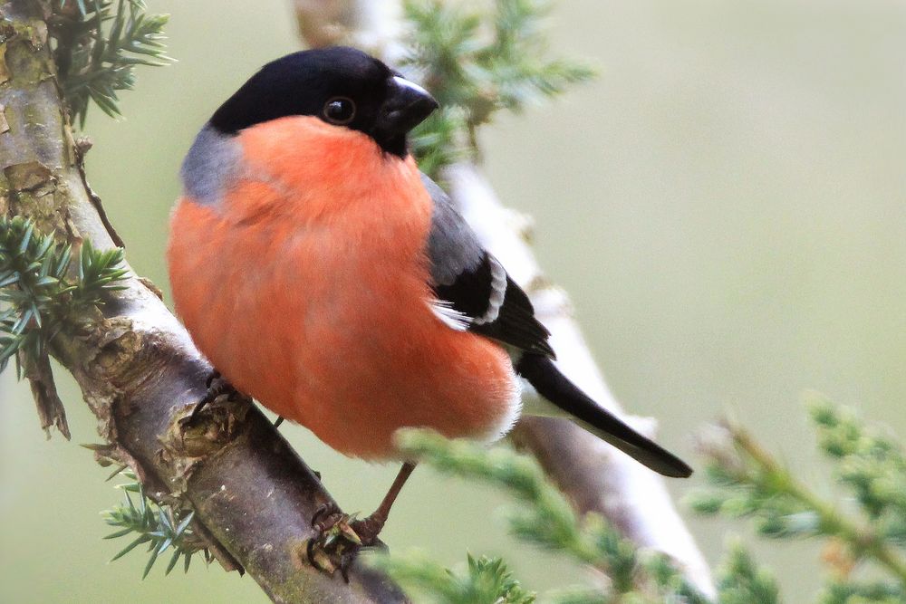 Ein Gimpel Foto & Bild | tiere, wildlife, wild lebende vögel Bilder auf ...