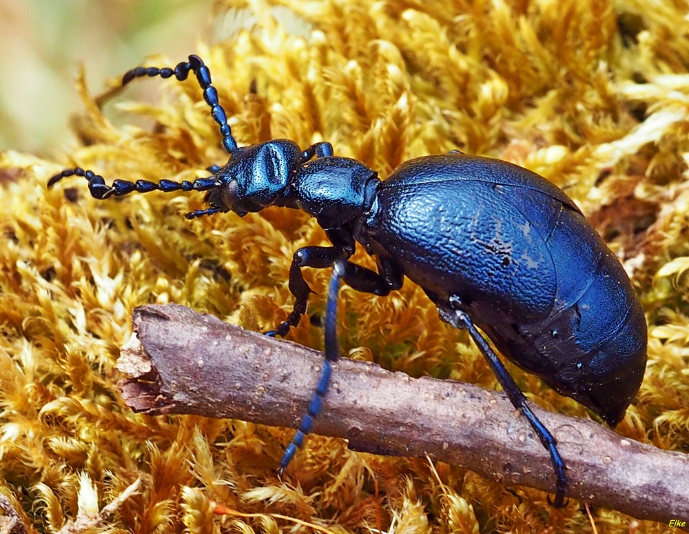 Ein glänzender Bursche... Foto & Bild | tiere, wildlife, insekten ...