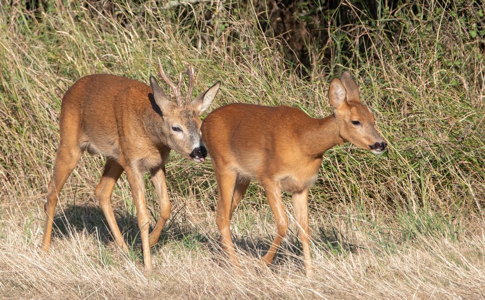 Ein glücklicher Bock ... Foto & Bild | tiere, wildlife, säugetiere ...