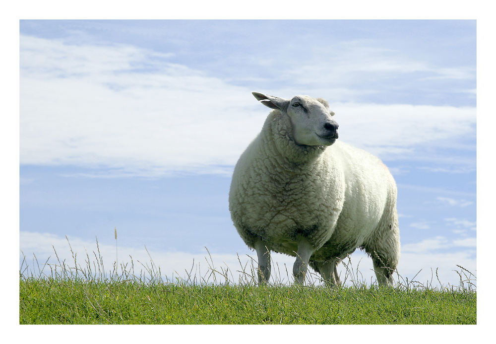 Ein glückliches Schaf Foto & Bild | deutschland, europe, schleswig ...