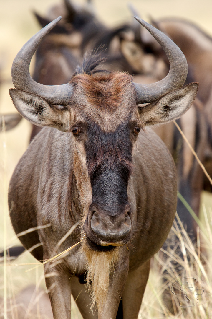 ein Gnu von vielen Foto & Bild | tiere, wildlife, säugetiere Bilder auf ...