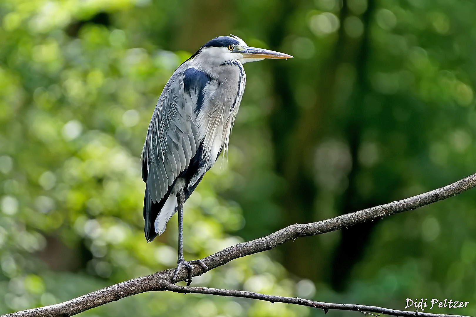 Ein Graureiher auf der Pirsch ... Foto & Bild | tiere, wildlife, wild ... Ein Graureiher auf der Pirsch ... Foto & Bild | tiere, wildlife, wild ...