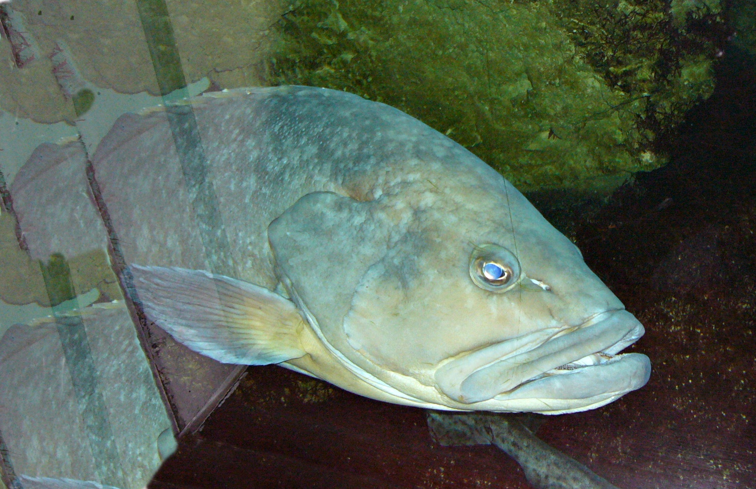 Ein grimmiger Geselle Foto & Bild | deutschland, europe, bayern Bilder ...