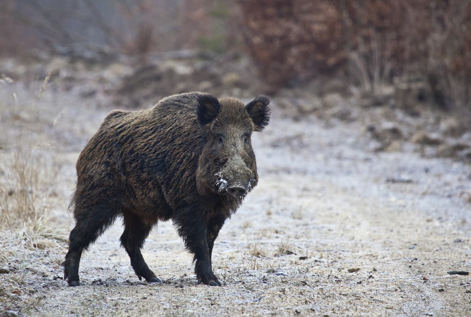 Ein grober Keiler... Foto & Bild | tiere, wildlife, säugetiere Bilder ...