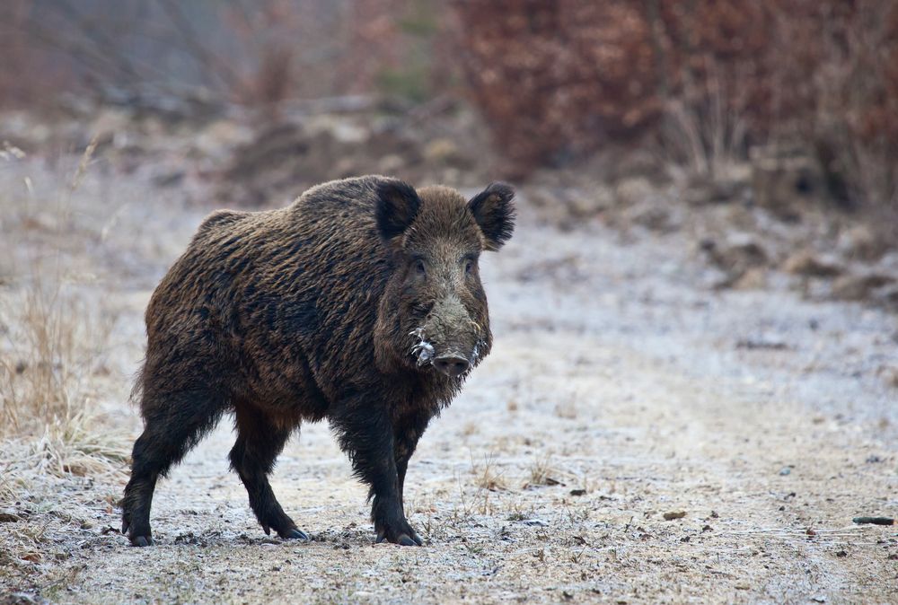 Ein grober Keiler... Foto & Bild | tiere, wildlife, säugetiere Bilder ...