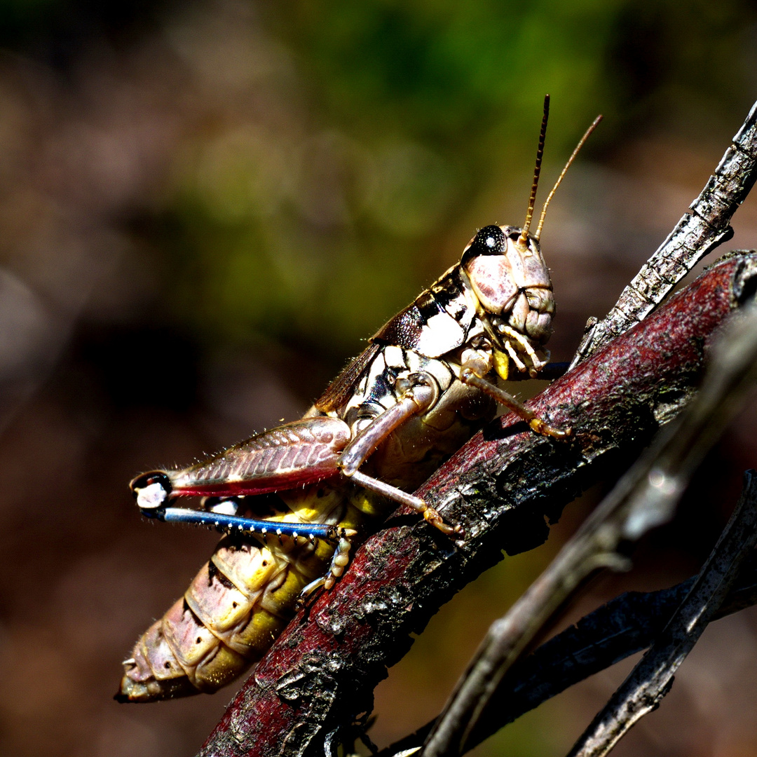 Ein Gruß vom Heuschrecken-Praktikum aus Kulmain Oberpfalz, Foto & Bild ...