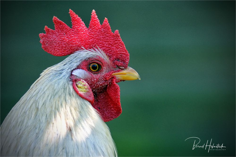 Ein guter Hahn ..... Foto & Bild | portrait, hahn, haustier Bilder auf ...