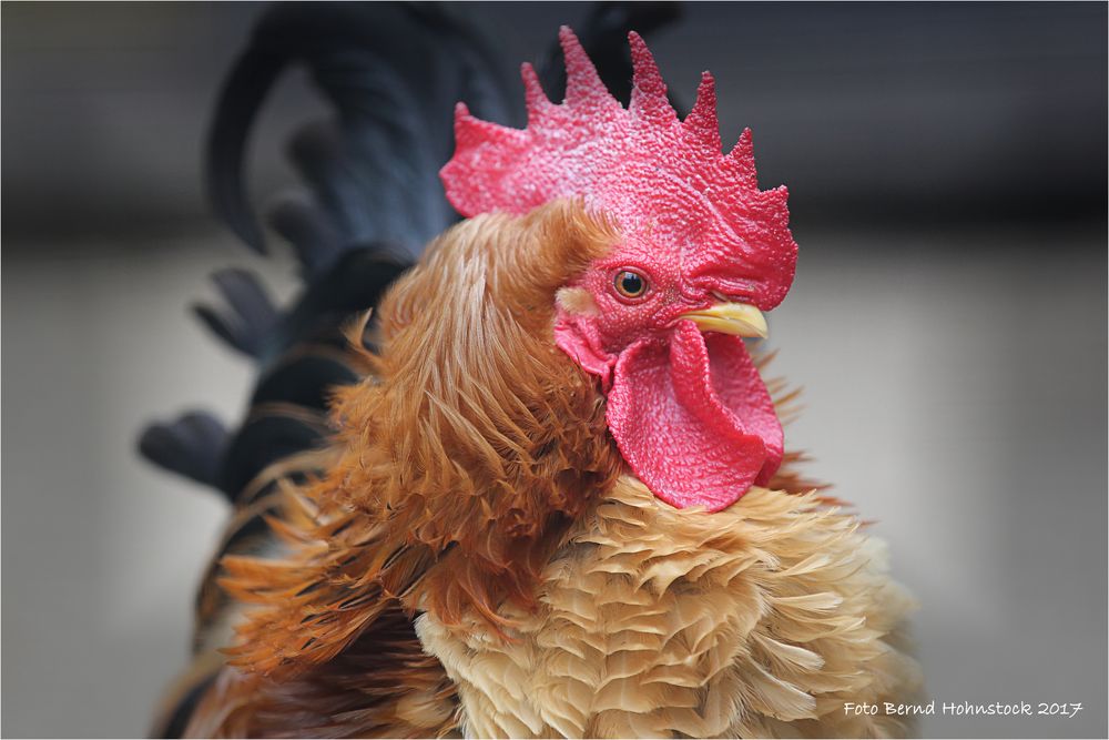 ein guter Hahn .... Foto & Bild | natur, hahn, tier Bilder auf ...