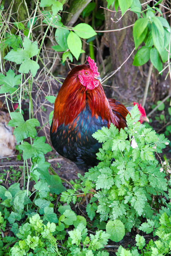 Ein Hahn Foto & Bild | tiere, wildlife, wild lebende vögel Bilder auf ...