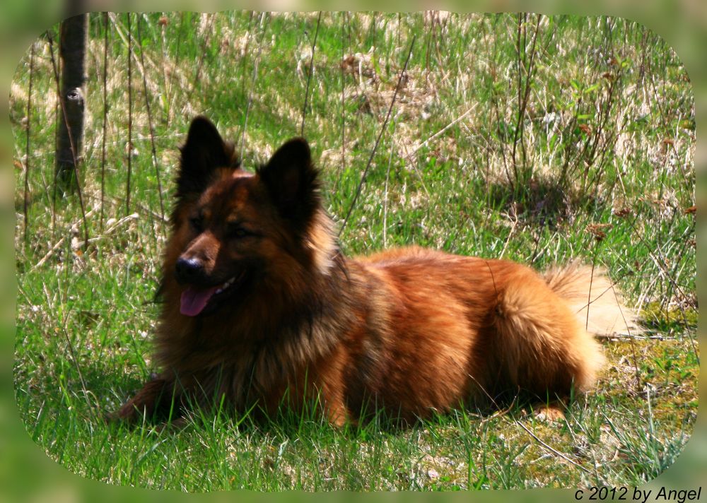 Ein Harzer Fuchs... Foto & Bild | tiere, haustiere, hunde Bilder auf ...