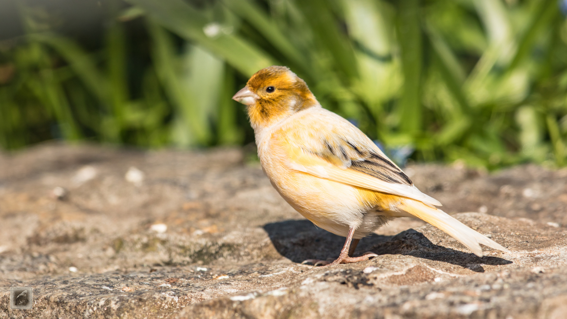 Ein Harzer Roller Foto & Bild | tiere, wildlife, wild lebende vögel ...