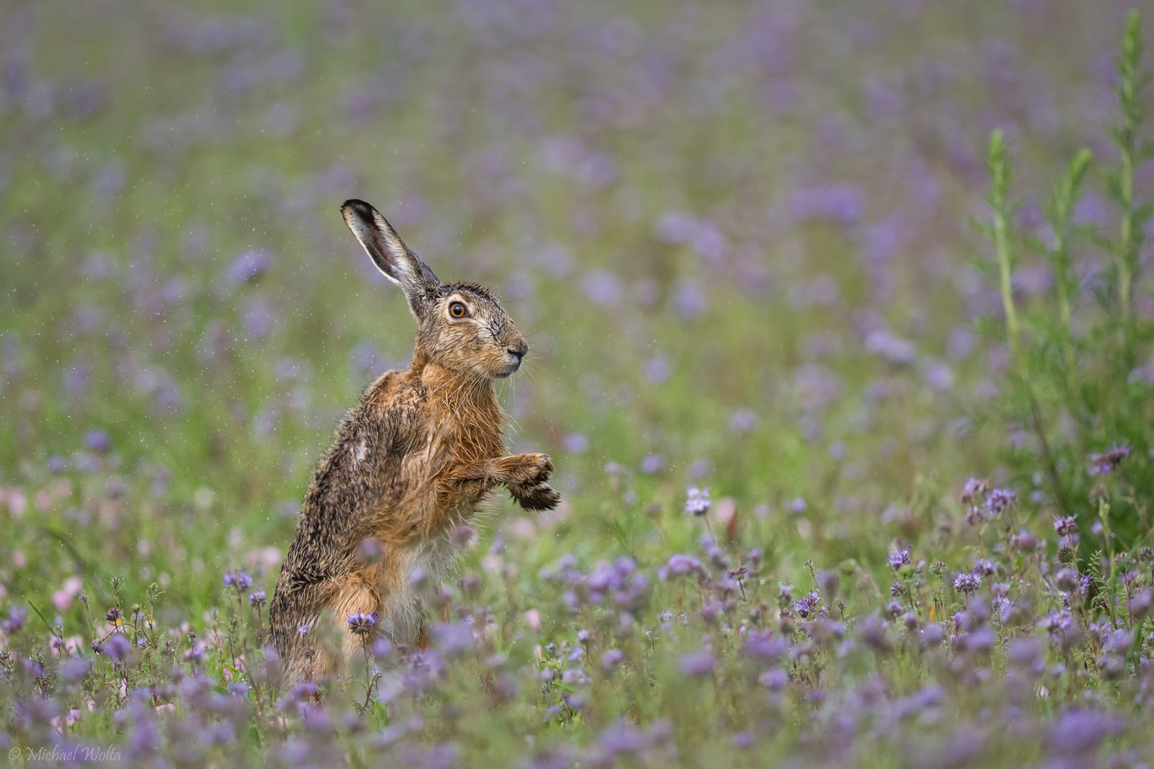 Ein Hase im Morgentau Foto & Bild | tiere, jahreszeiten, frühling ...