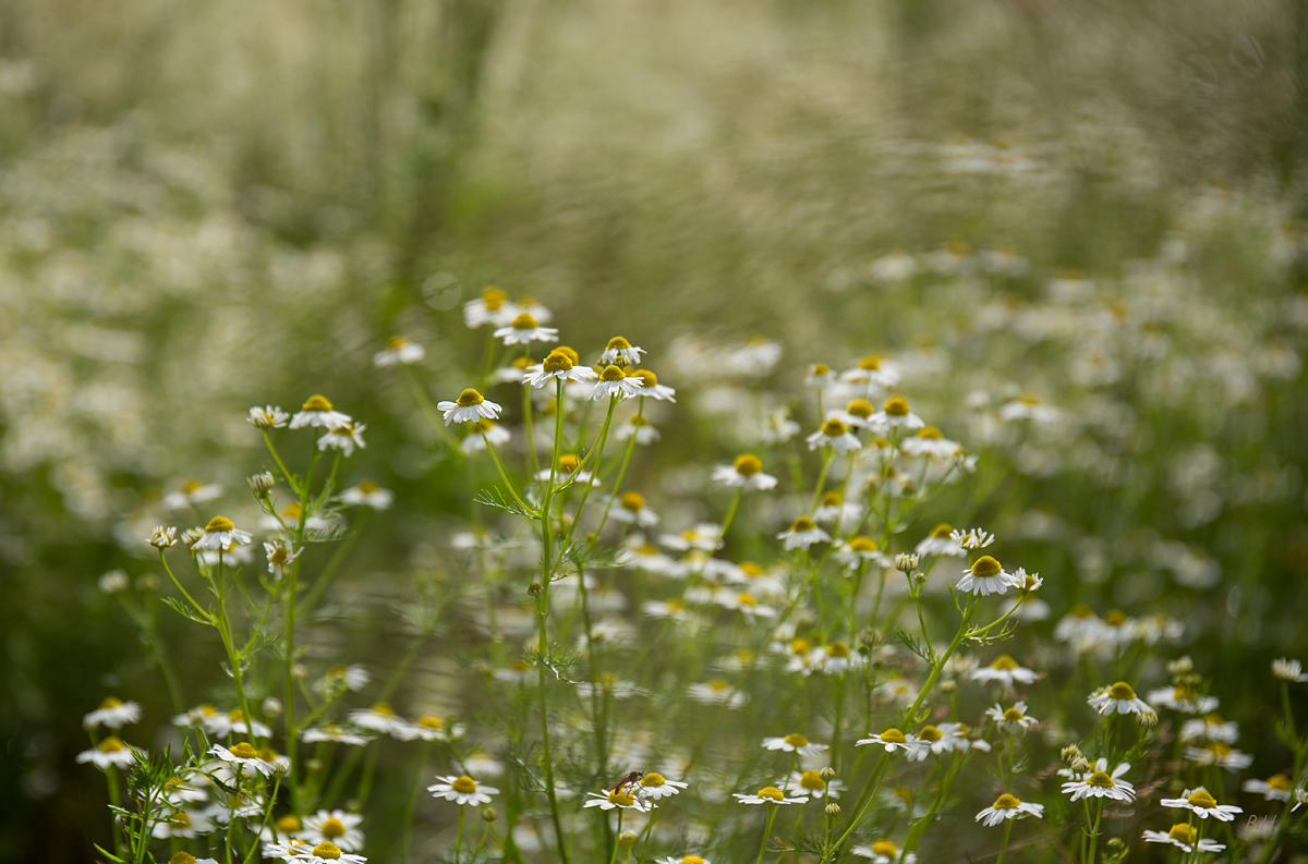 ein Hauch Foto & Bild | feld, natur, pflanzen Bilder auf fotocommunity