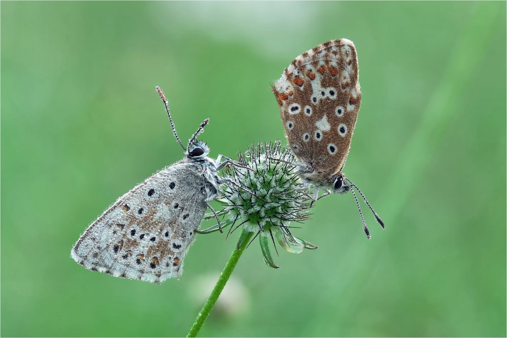 Ein Hauch Foto & Bild | fotos, outdoor, makro Bilder auf fotocommunity