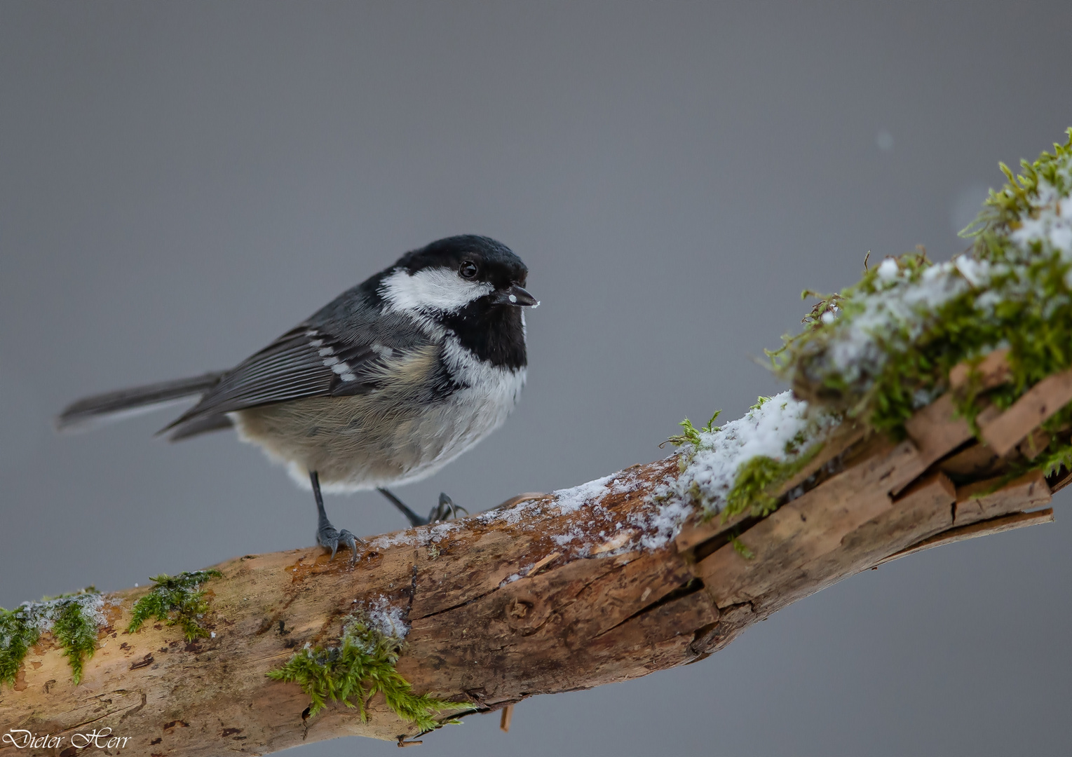 Ein Hauch... Foto & Bild | natur, tiere, wildlife Bilder auf fotocommunity