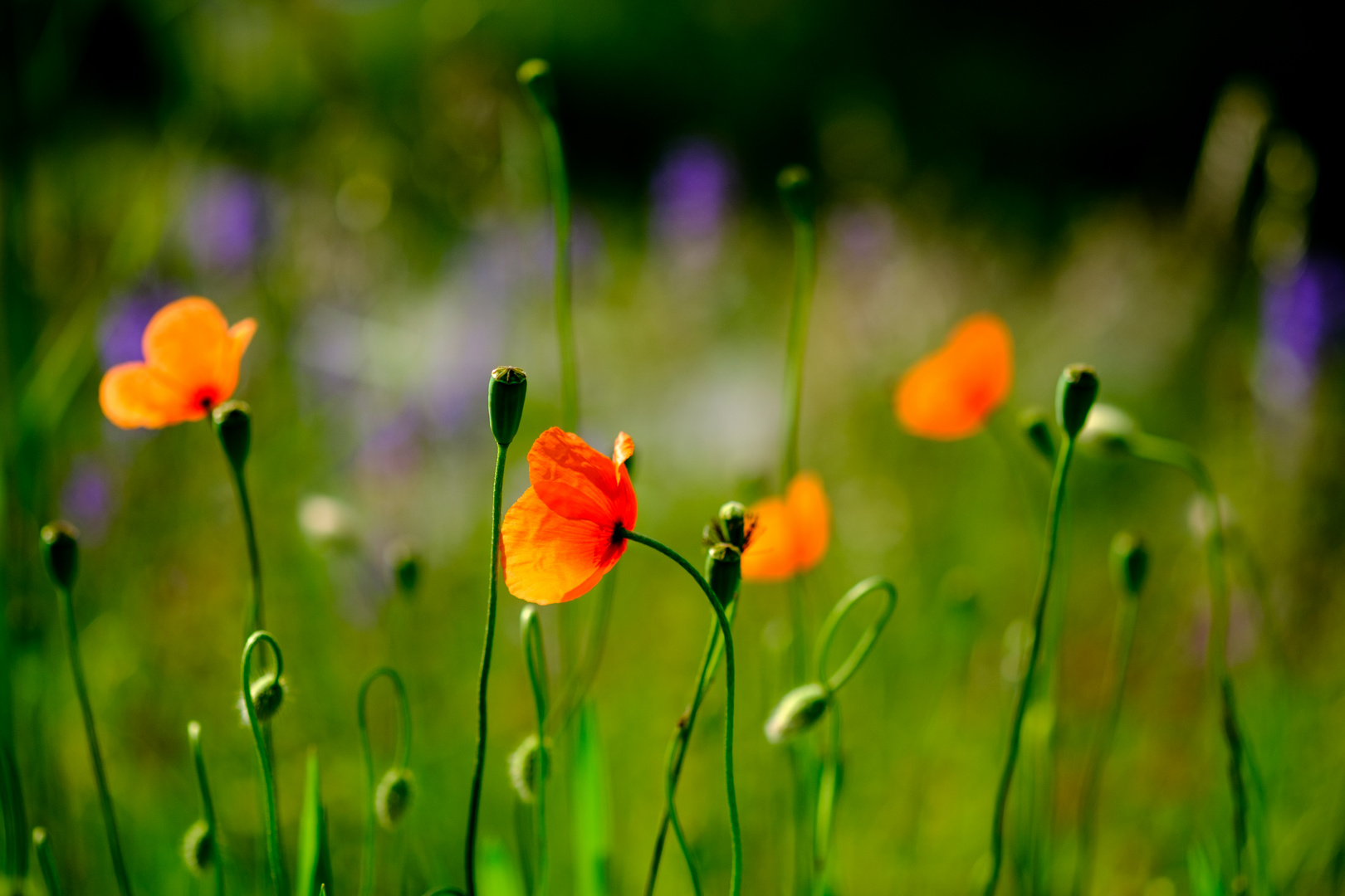 Ein Hauch Foto & Bild | pflanzen, pilze & flechten, blüten ...