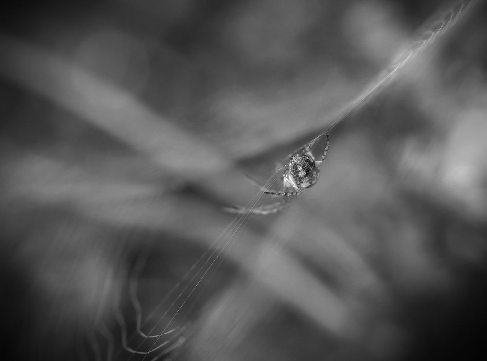 Ein Hauch... Foto & Bild | canon, spezial, makro Bilder auf fotocommunity