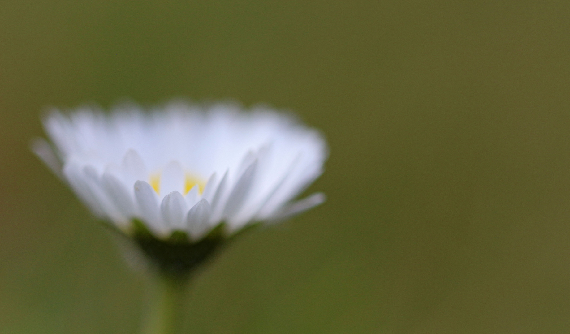Ein Hauch Foto & Bild | pflanzen, pilze & flechten, blüten ...