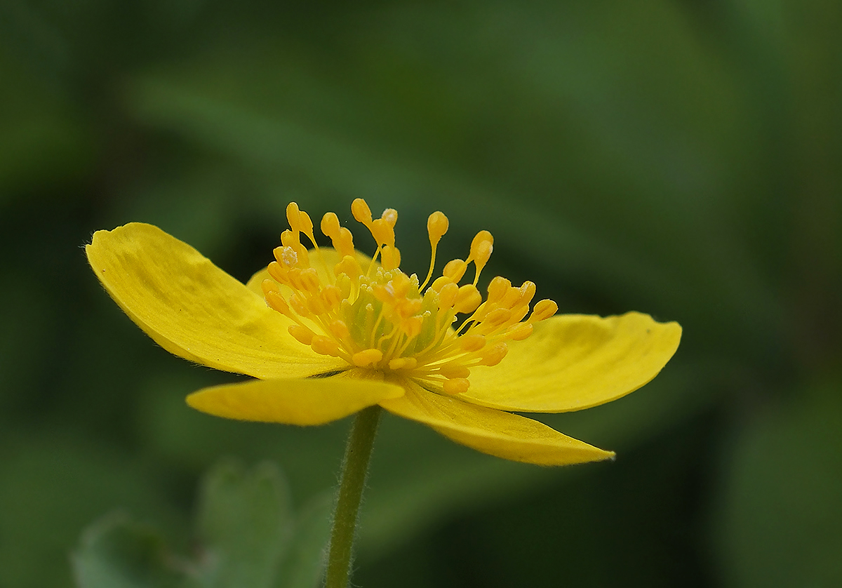 ein Hauch Foto & Bild | natur, giftig, nahaufnahme Bilder auf fotocommunity