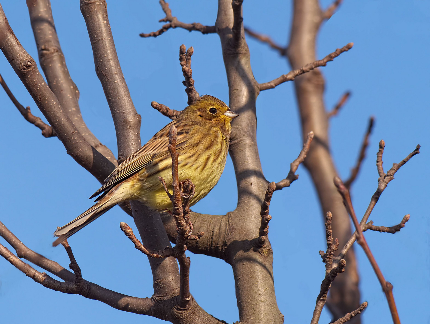 ein Hauch von.... Foto & Bild | natur, vögel, wildlife Bilder auf ...