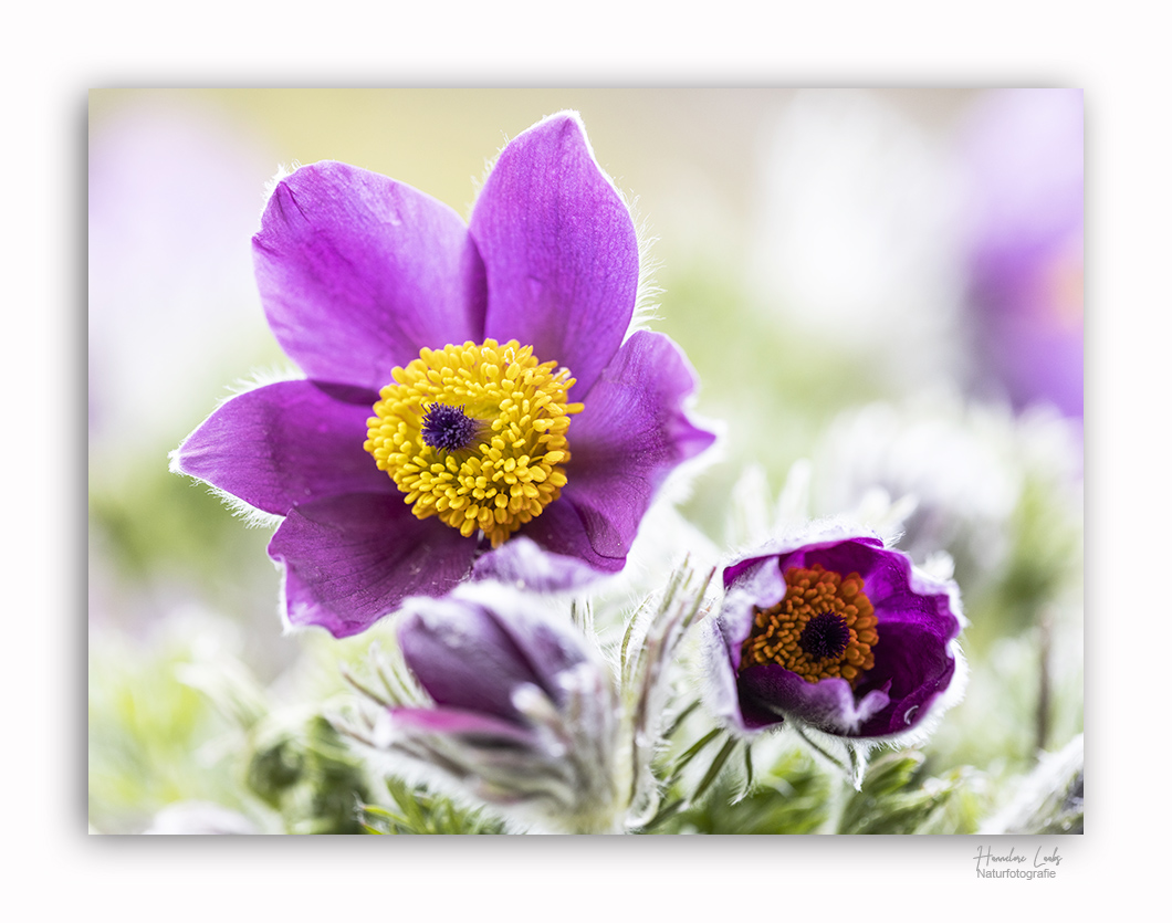 Ein Hauch von Frühling Foto & Bild | frühling, natur, sonstiges Bilder ...