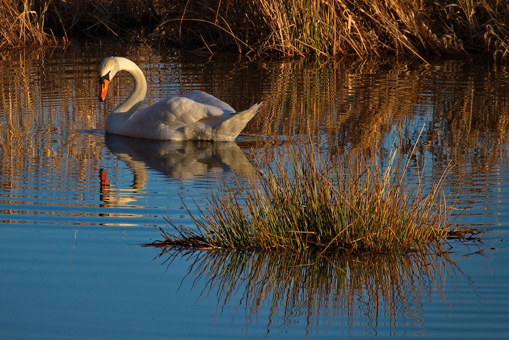 ein Hauch von Frühling Foto & Bild | wasser, natur, landschaft Bilder ...
