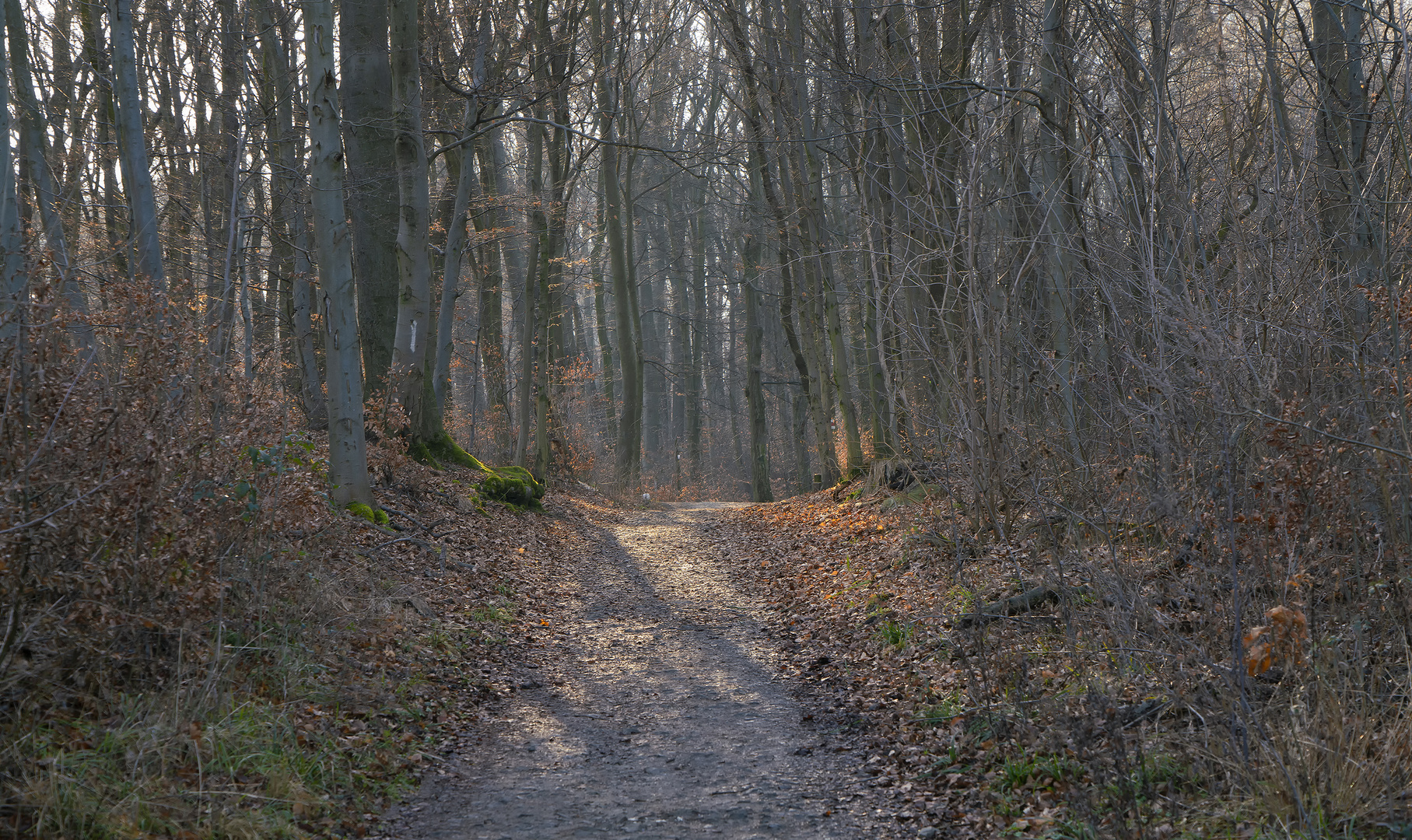 Ein Hauch von Frühling Foto & Bild | landschaft, wald, wien ...