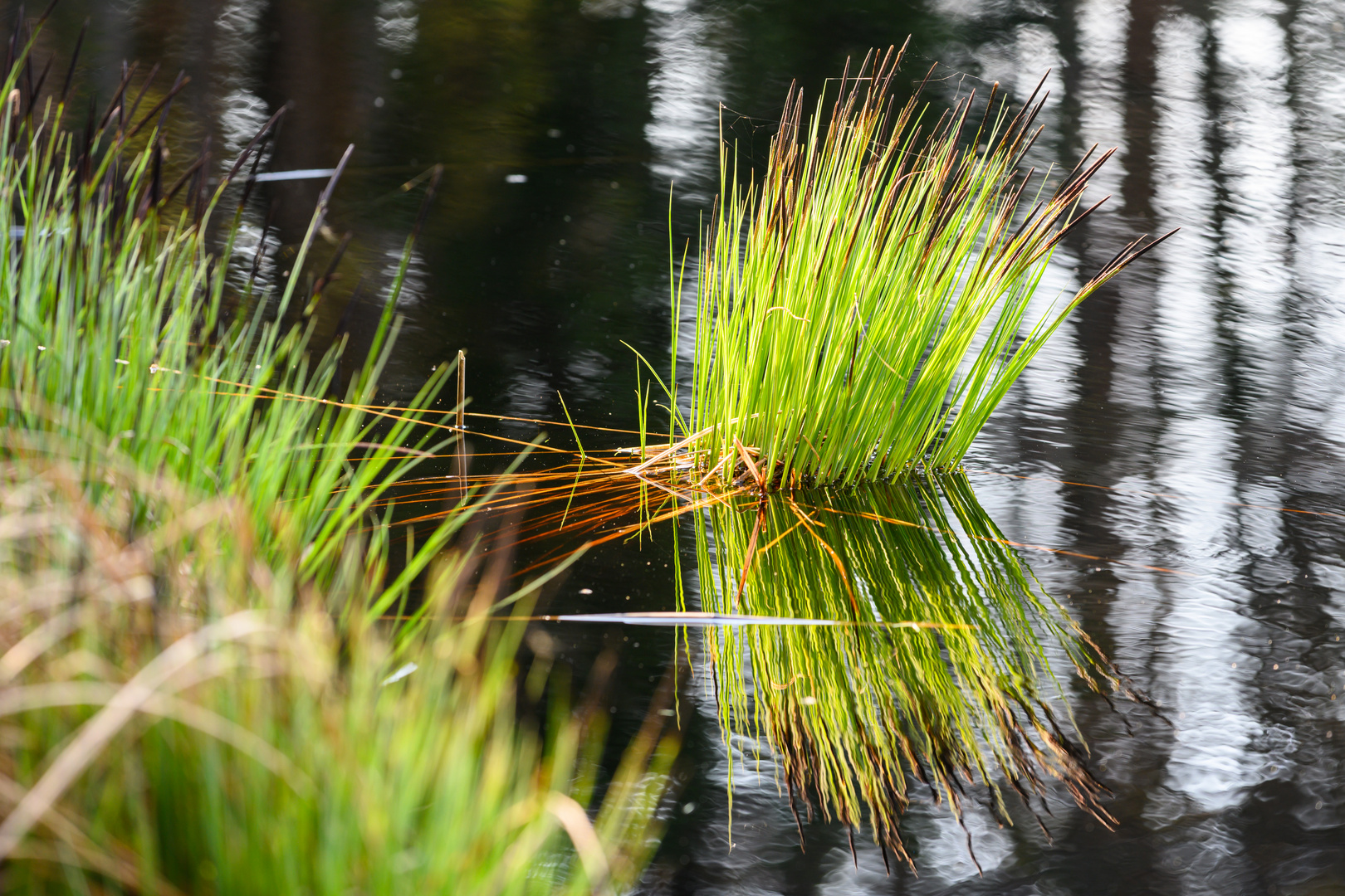 Ein Hauch von Frühling Foto & Bild | deutschland, europe, bayern Bilder ...