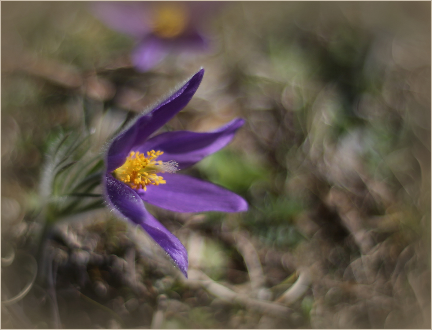 Ein Hauch von Frühling (I)... Foto & Bild | fotos, makro, frühling ...