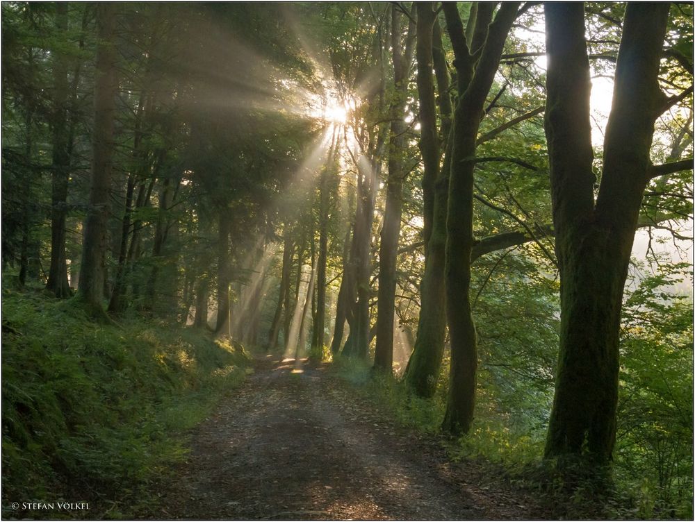 Ein Hauch von Herbst | Voelkel-Naturfoto