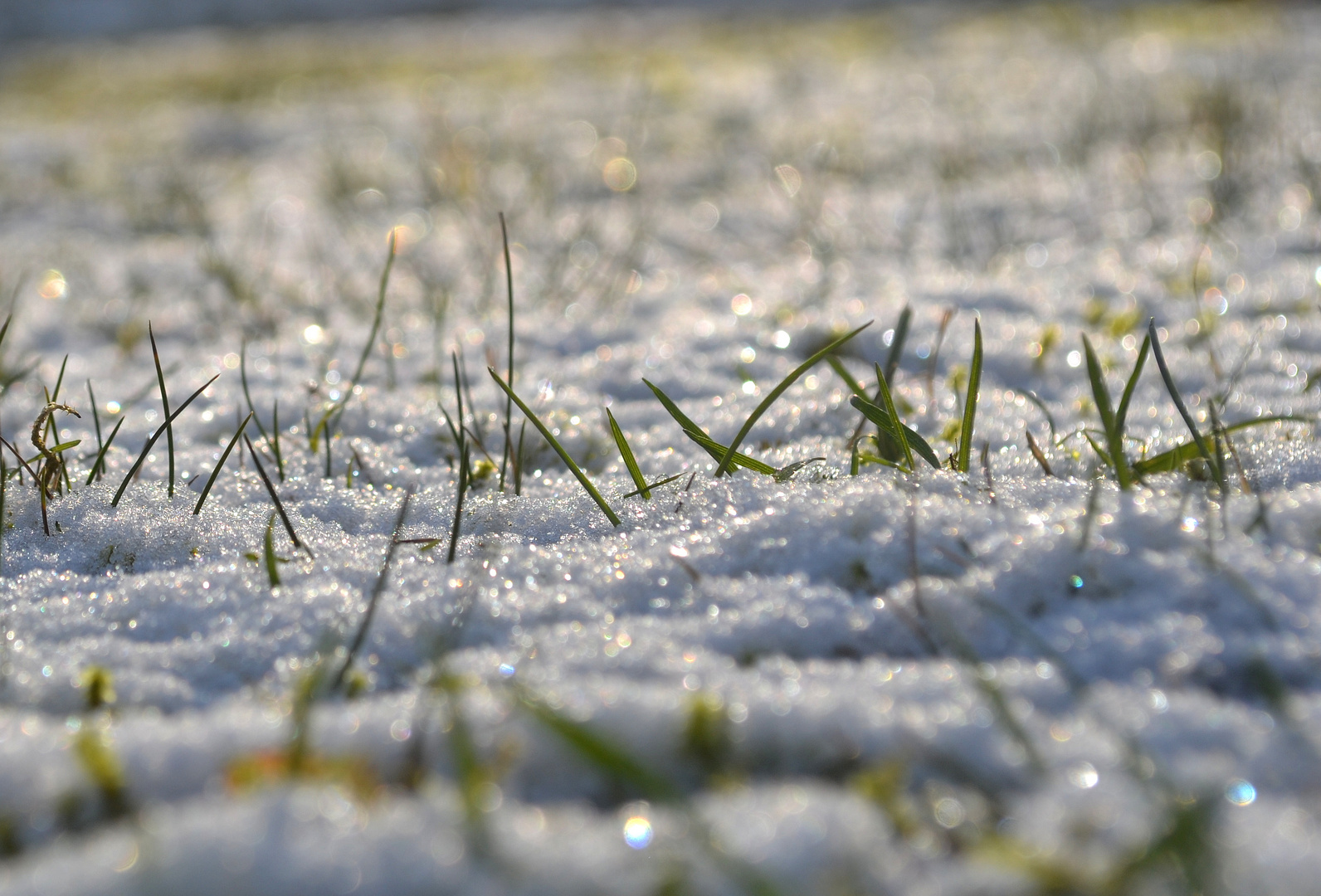 ein Hauch von Winter.... Foto & Bild | kalt, januar, makro Bilder auf ...