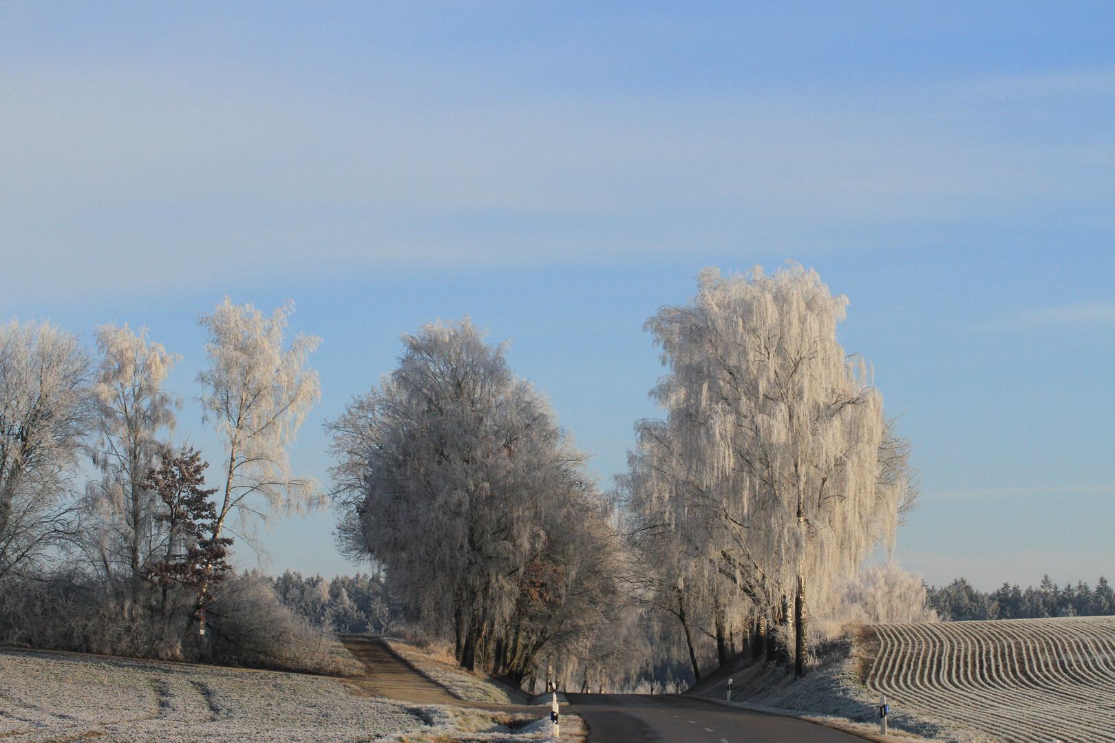 Ein Hauch von Winter Foto & Bild | fotos, bäume, winter Bilder auf ...