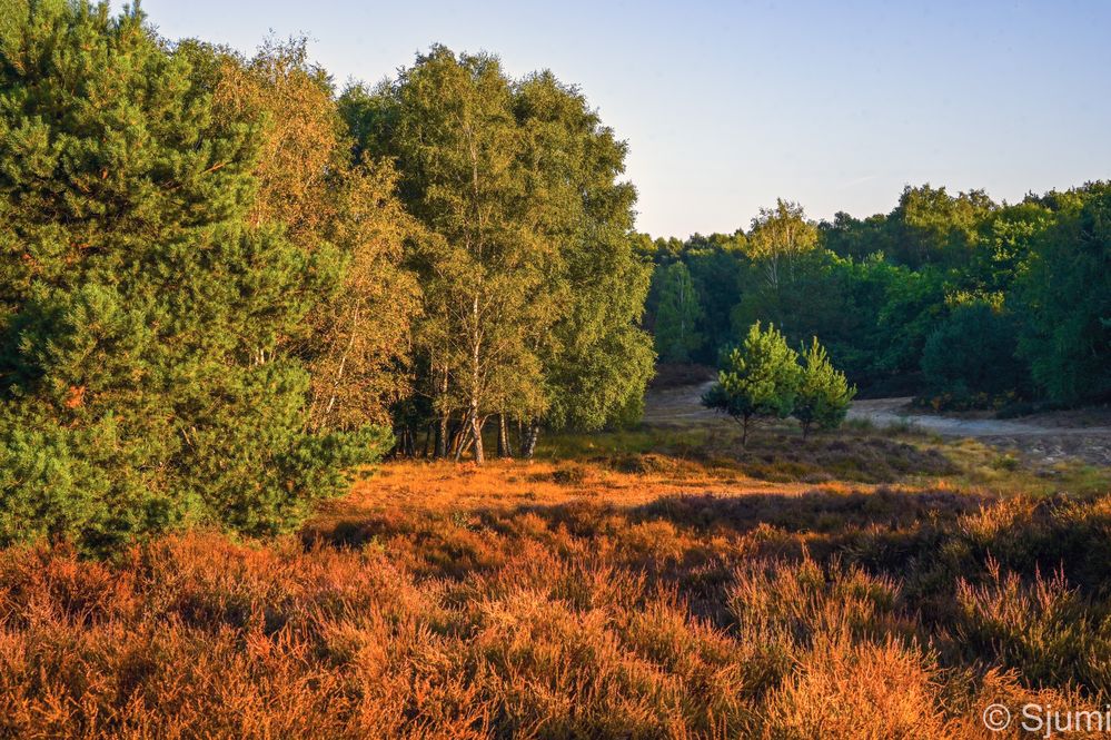 Ein Heidemorgen Foto & Bild | sommer, weg, sand Bilder auf fotocommunity