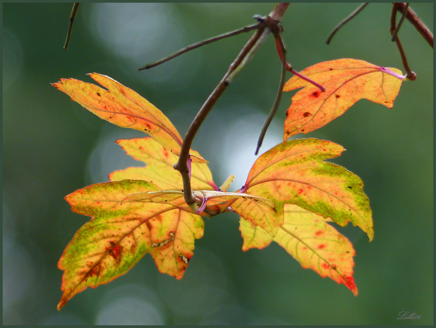 Ein Herbstblatt ... Foto & Bild | blätter herbst -schmetterling, natur ...