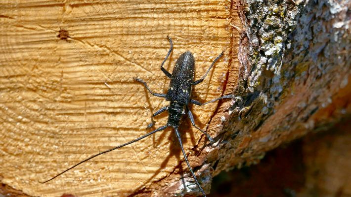 Holzbock Fotos & Bilder auf fotocommunity