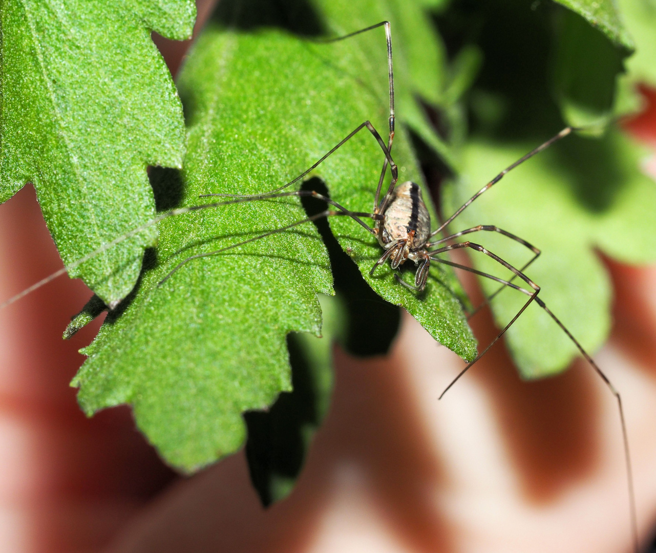 Ein hübscher Weberknecht.. Foto & Bild | natur, wildlife, spinne Bilder ...