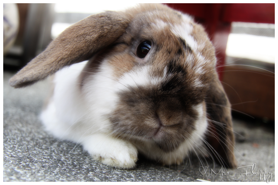 Ein hübsches Häschen enstellt nichts ... Foto & Bild | tiere, haustiere ...