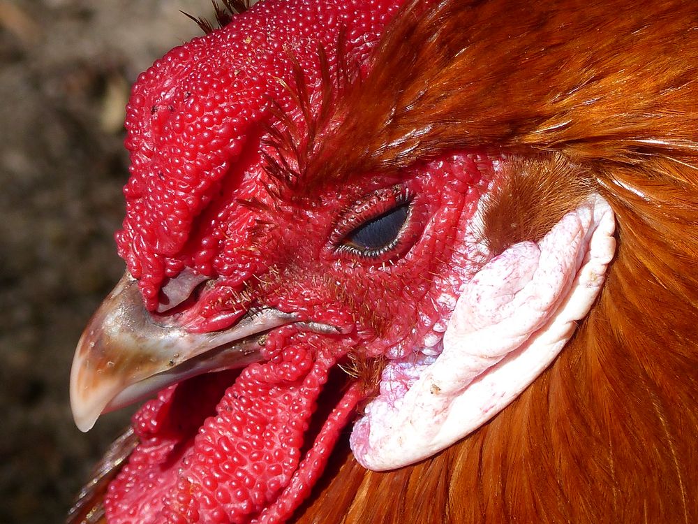 Ein Huhn im Detail Foto & Bild | tiere, haustiere, nutztiere Bilder auf ...
