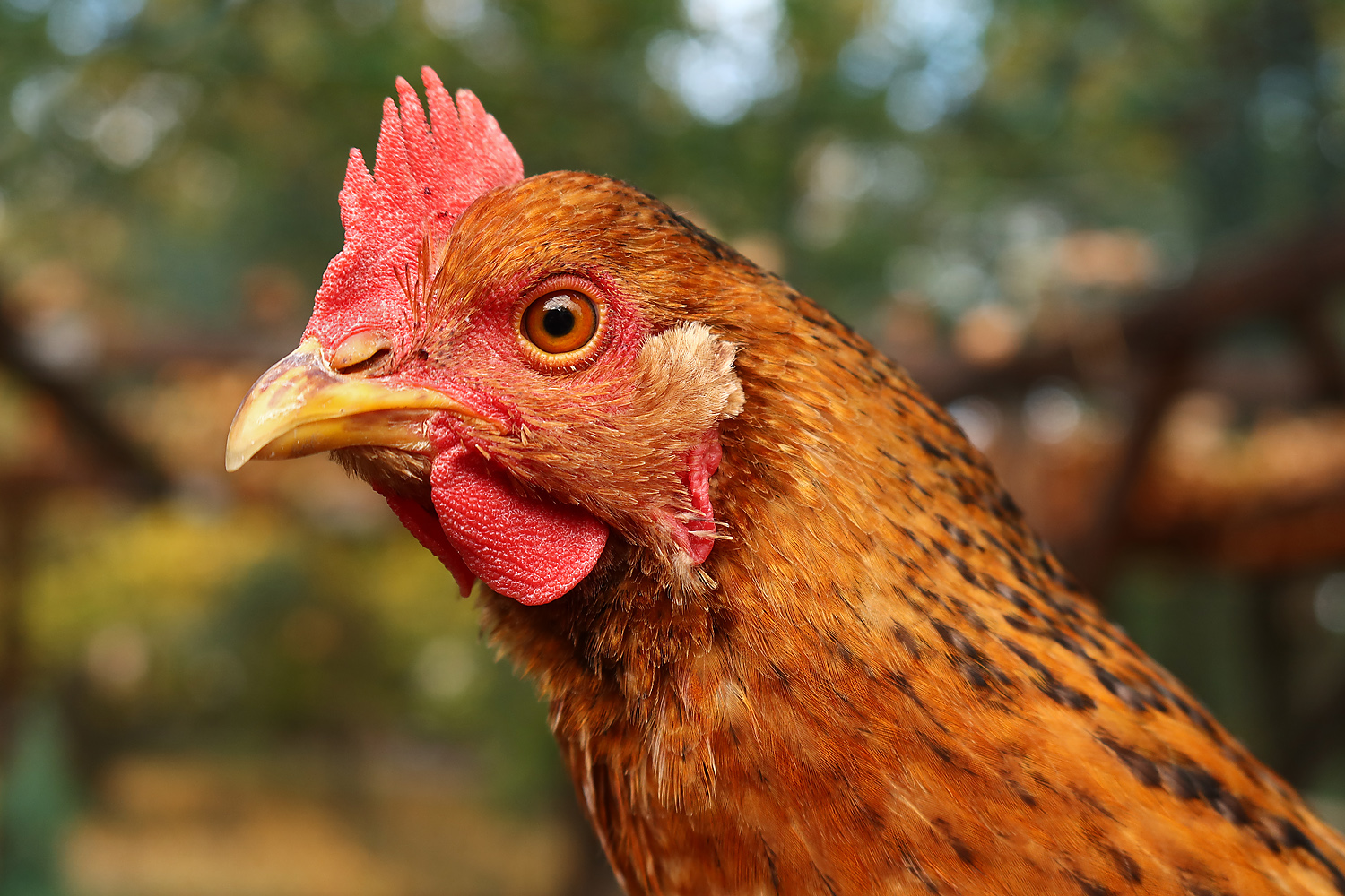 Ein Huhn vor der Linse... Foto & Bild | spezial, makro, braun Bilder ...