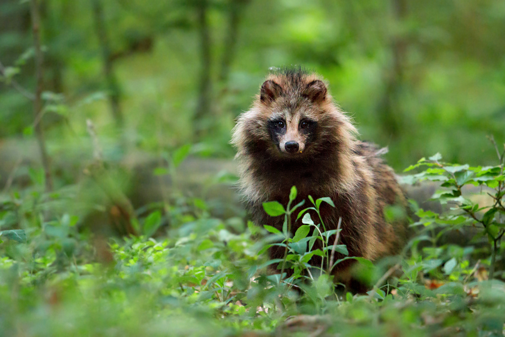 Ein Hund im Wald Foto & Bild | tiere, wildlife, säugetiere Bilder auf ...