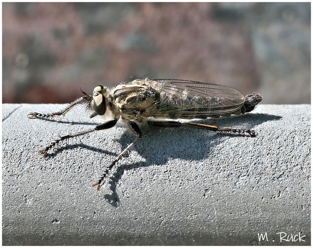 Ein Insekt , eine Schöpfung der Natur ! Foto & Bild | tiere, wildlife ...