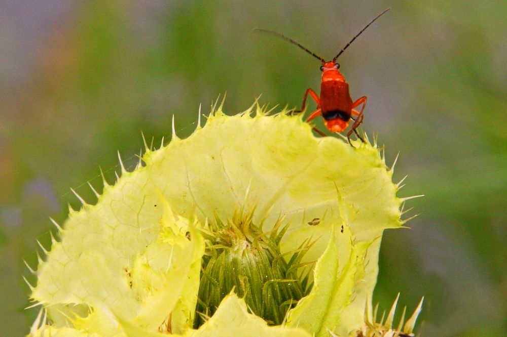Ein interessanter Käfer.... Foto & Bild | tiere, wildlife, insekten ...