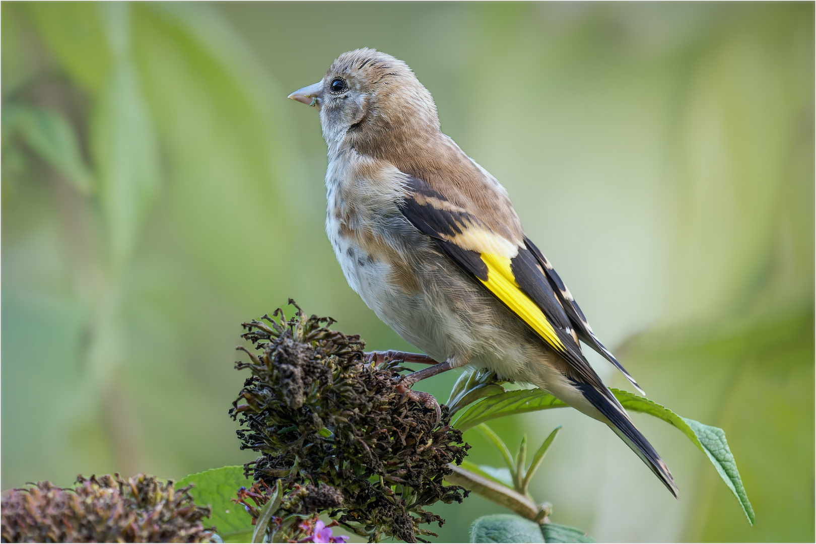 ein junger Distelfink, man darf auch Stieglitz sagen ..... Foto & Bild ...