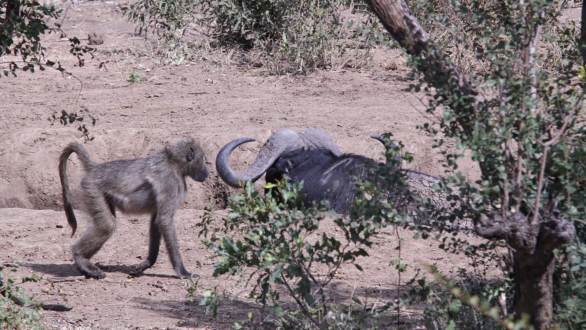 Ein junger Pavian ... Foto & Bild | natur, affen, south africa Bilder ...