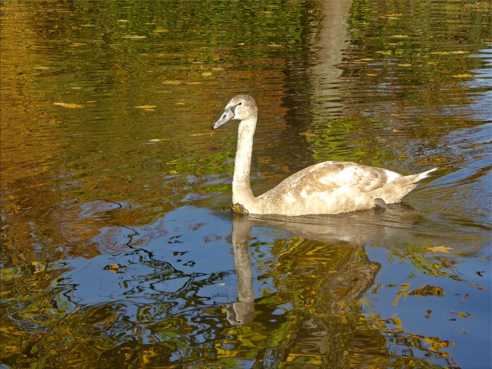 Ein junger Schwan Foto & Bild | natur, tiere, vögel Bilder auf ...