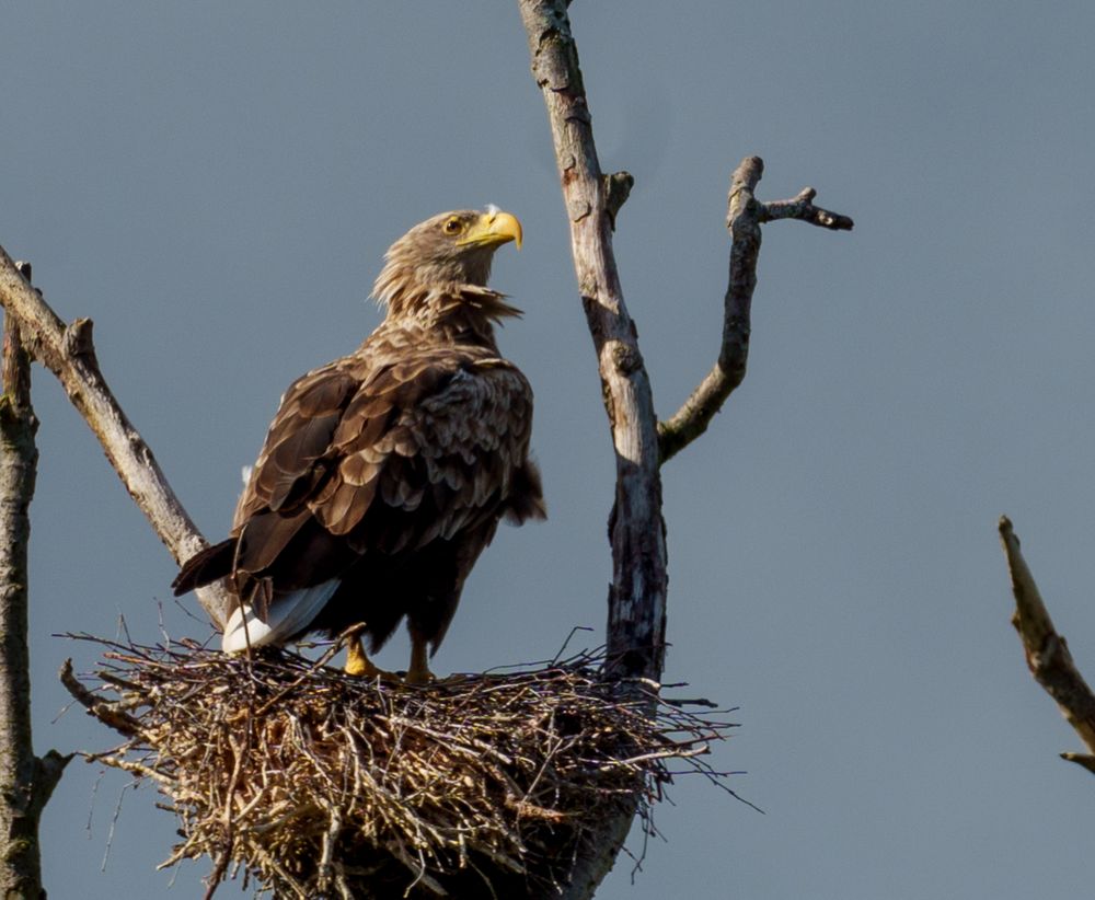 ein junger Seeadler.. Foto & Bild | tiere, tierkinder, natur Bilder auf ...